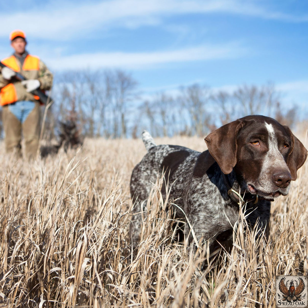 Half Day Quail Hunt - Upland quail hunting with professional guide and ...