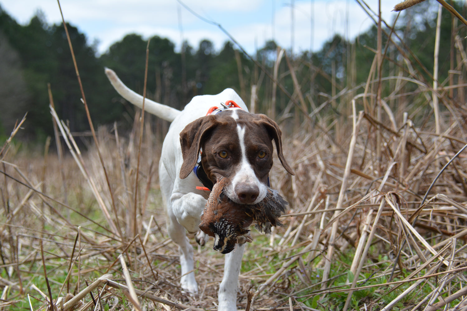 Guided Quail, Deer, & Hog Hunts near Jacksonville Fl – Spread Oak Hunting